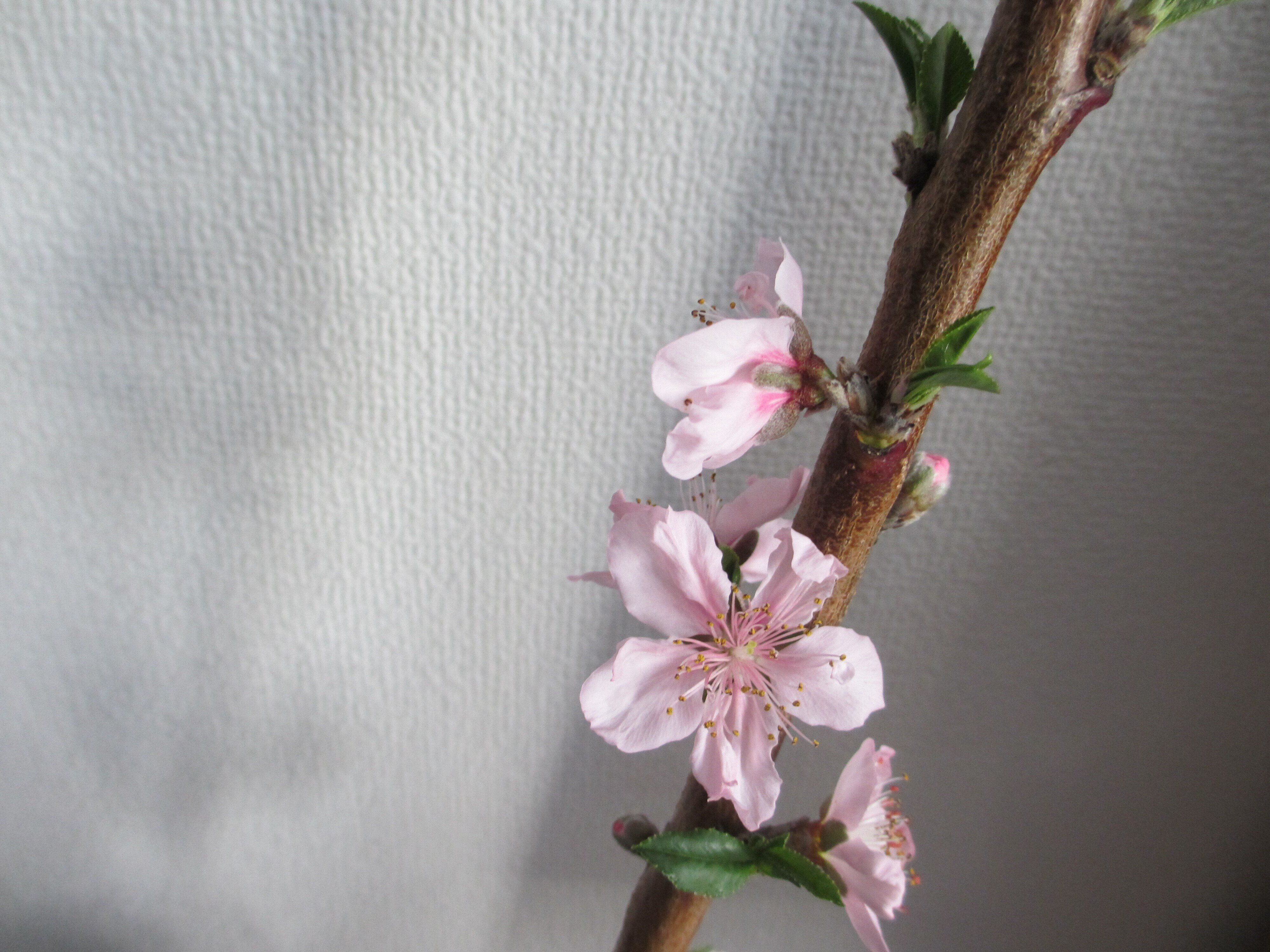 1722回目 3月25日（火）次々と桃の花姉妹たち。｜市川裕子