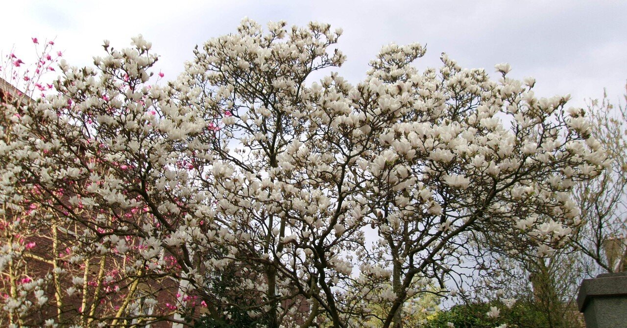 なぜオランダに住むことになったのか？｜Koki Osawa