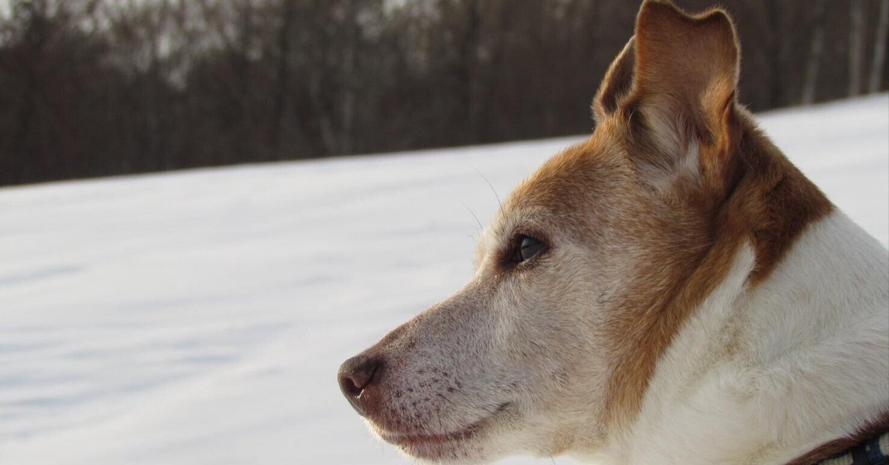 花田佳織さん『フォトフェスCuiCui2024』で特別賞を受賞しました｜くりやまカメラの会