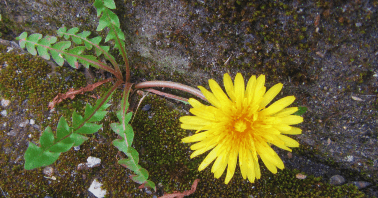 命を「使う」ということ｜RIHO