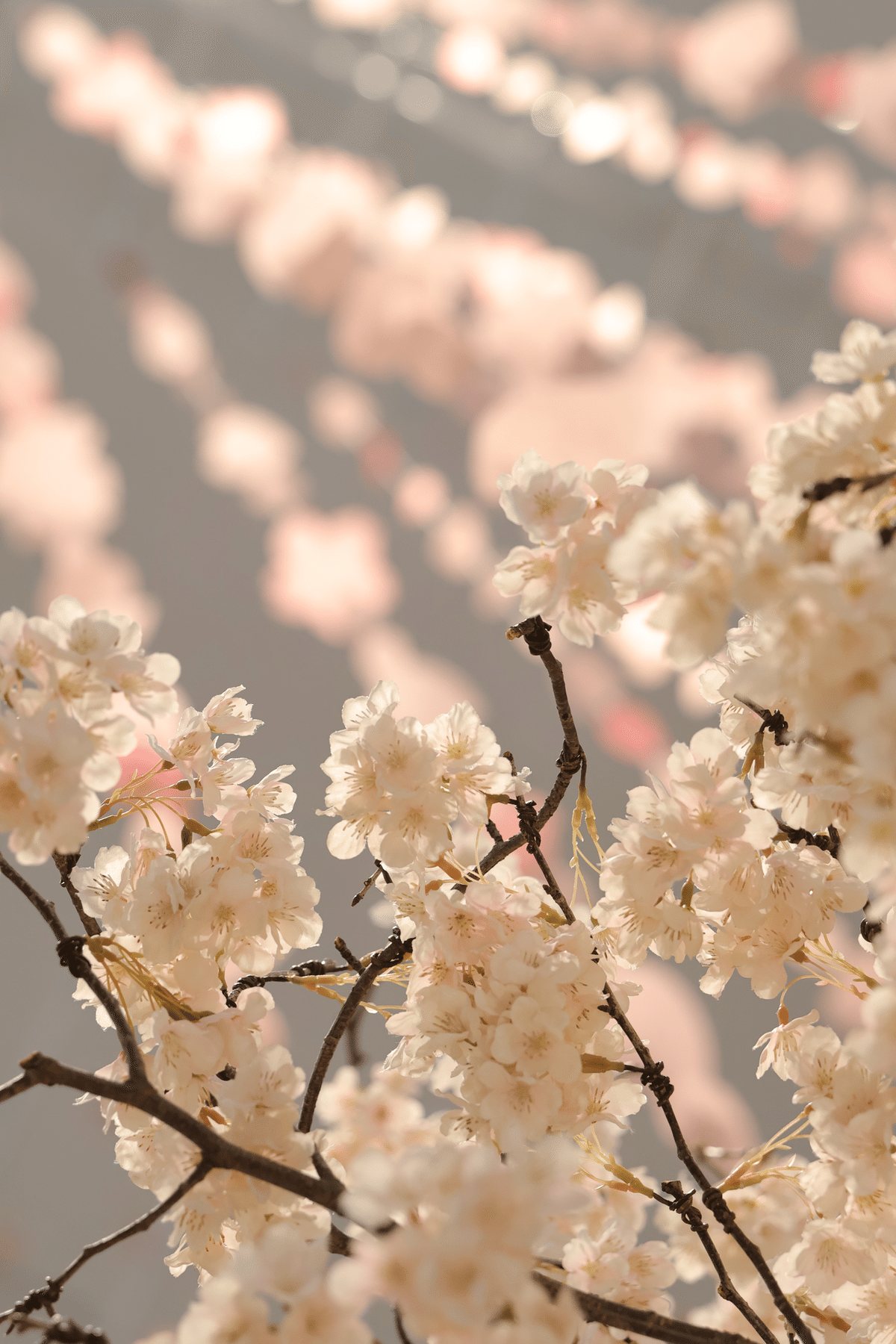 桜2025／KITTE大阪｜アリス