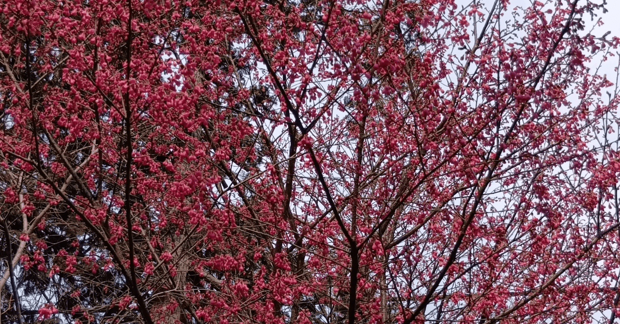 gnuplot ubuntu24.04 install｜blue06_2022