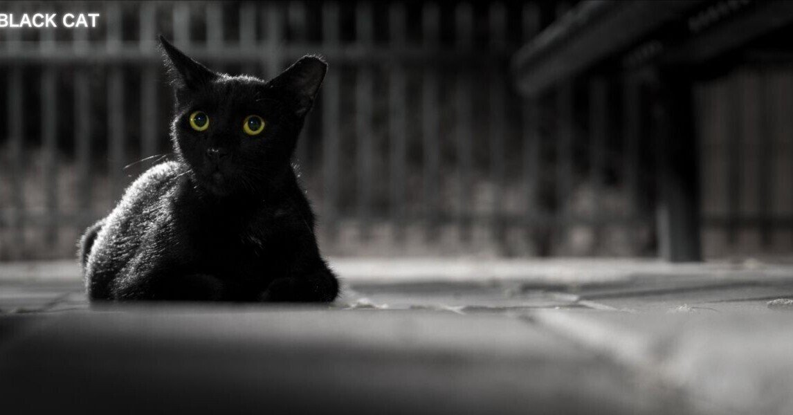 Black Cat NAMI｜note