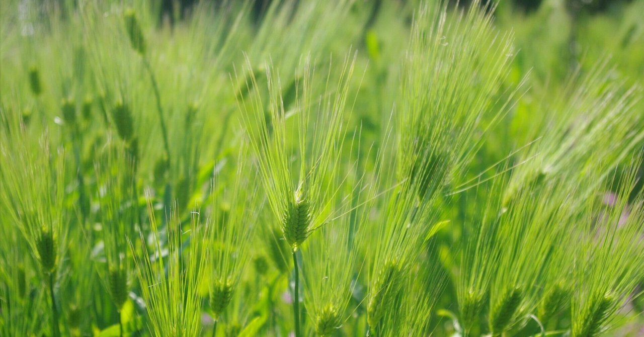 未来は明るい｜Sawairi Miyoshi