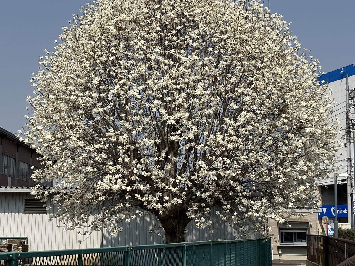 あなたはコブシそれともハクモクレン？｜yoshie_FW