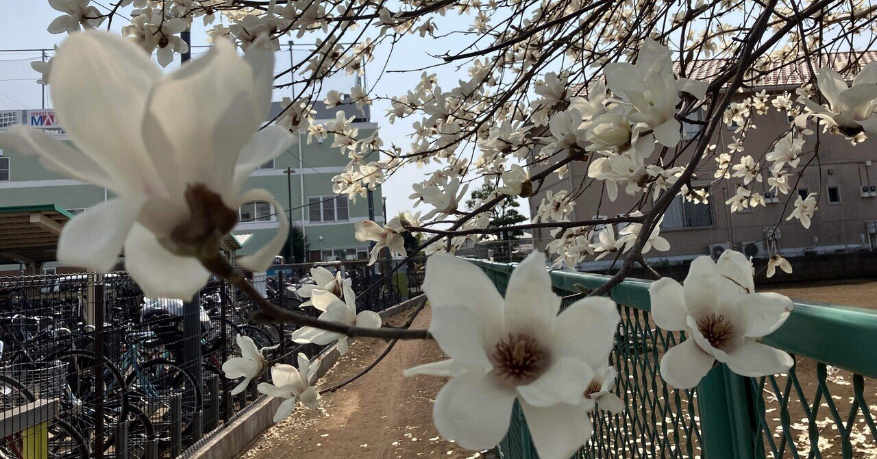 あなたはコブシそれともハクモクレン？｜yoshie_FW