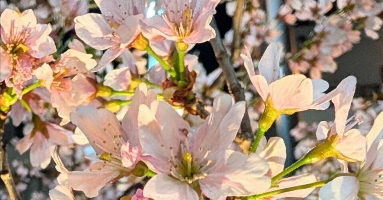 春がきた🌸｜ayano