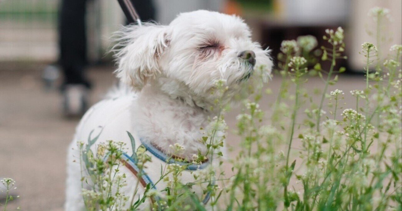 ADHDな僕がCM制作会社に入って成長していった話。｜Tatsuki Ohno＠映像作家
