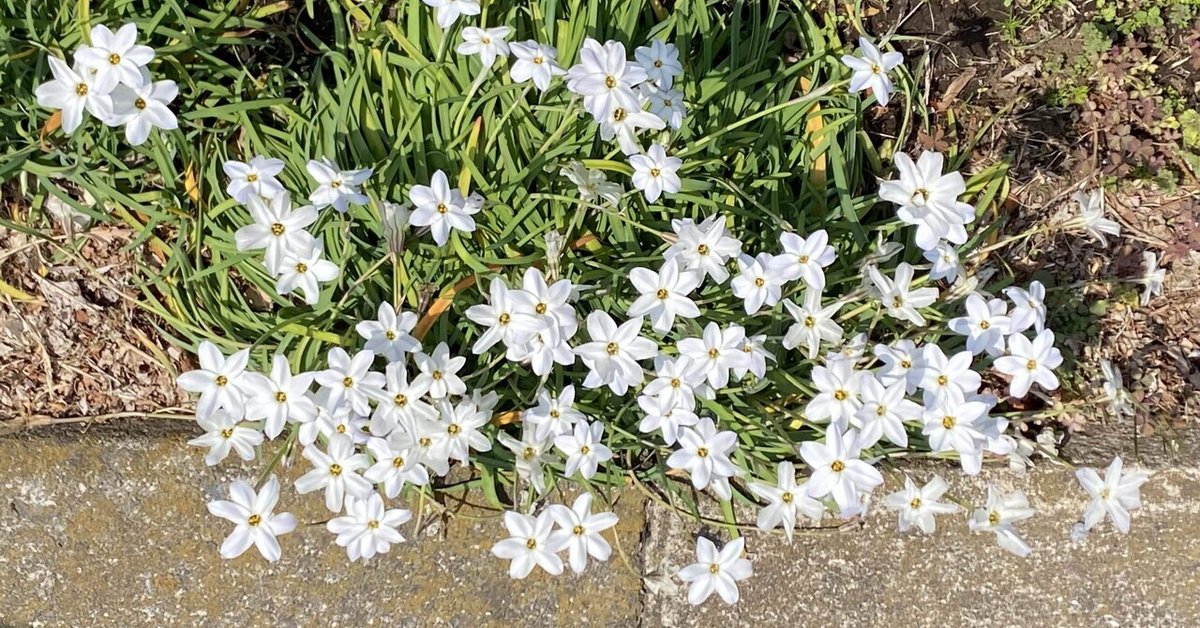 今日の街角の花々｜之哲／Yuki Satoru