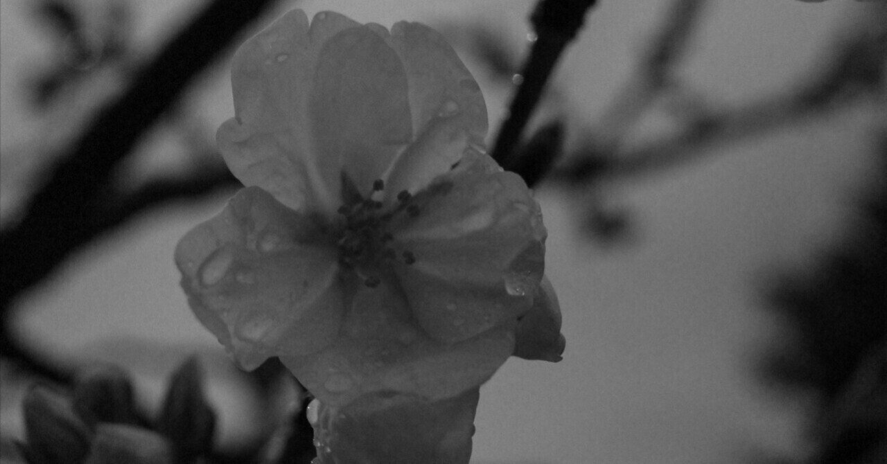 Sc.0107/光と影の長崎 2025.03.27「雨のあとには言葉が残る」｜けんじろう