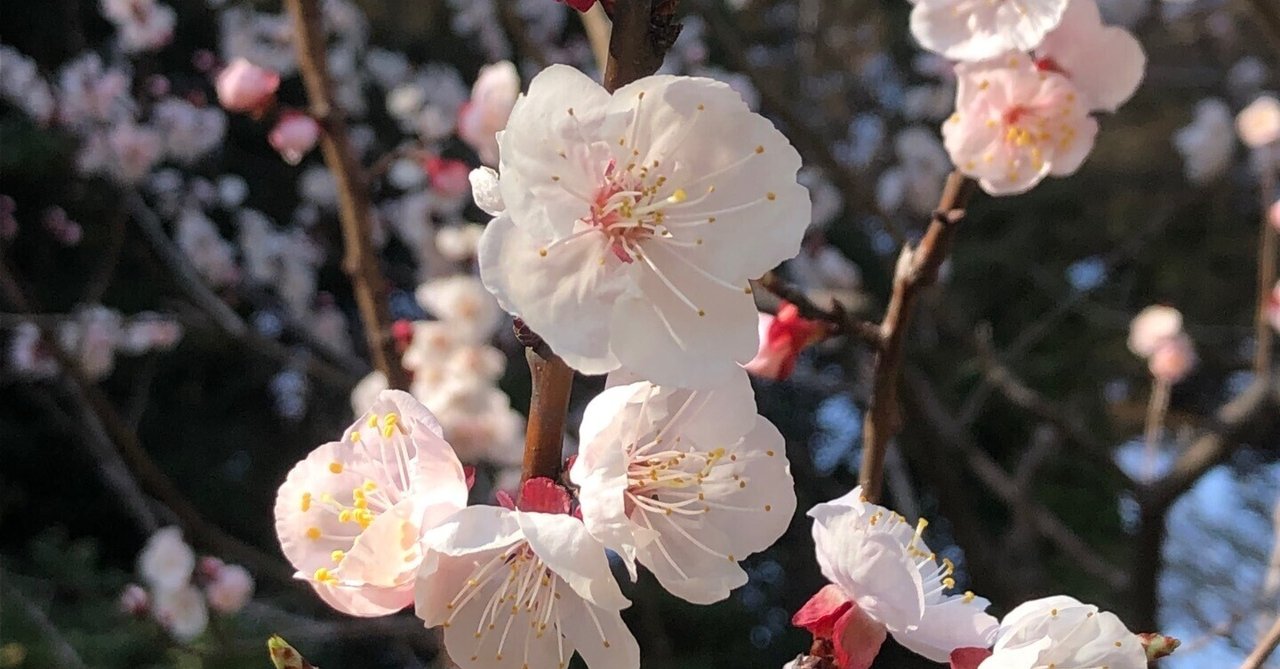 おかかLOVE｜yochy