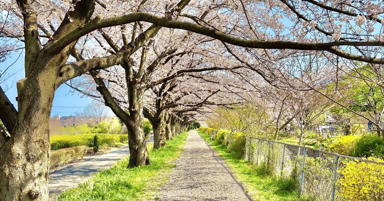 桜はいつか散ってしまう。｜Rumi Kusunoki