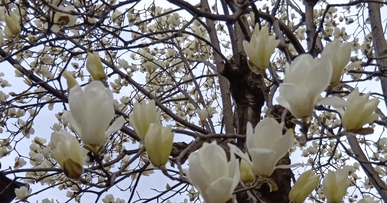 vscode ubuntu24.04 install｜blue06_2022