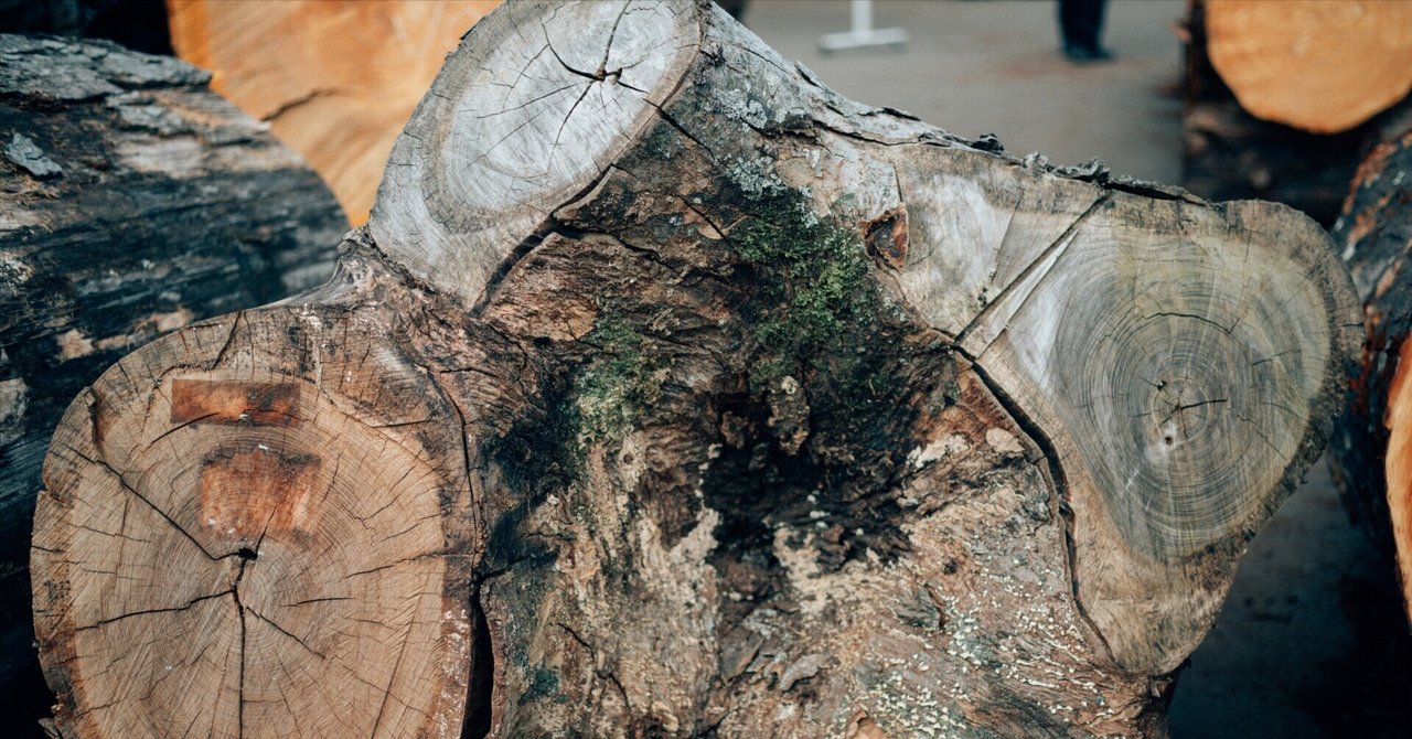 美しい木とは？ ｜KOTARO ANZAI