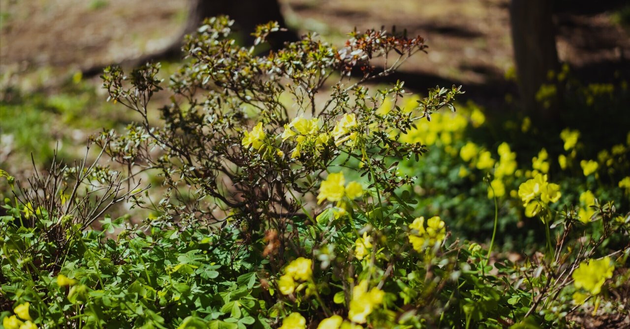 写真で呼吸する記憶｜manimanium