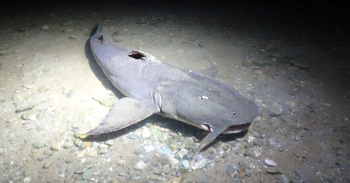 インドに悪魔のナマズを追って①｜Kameda Takeru