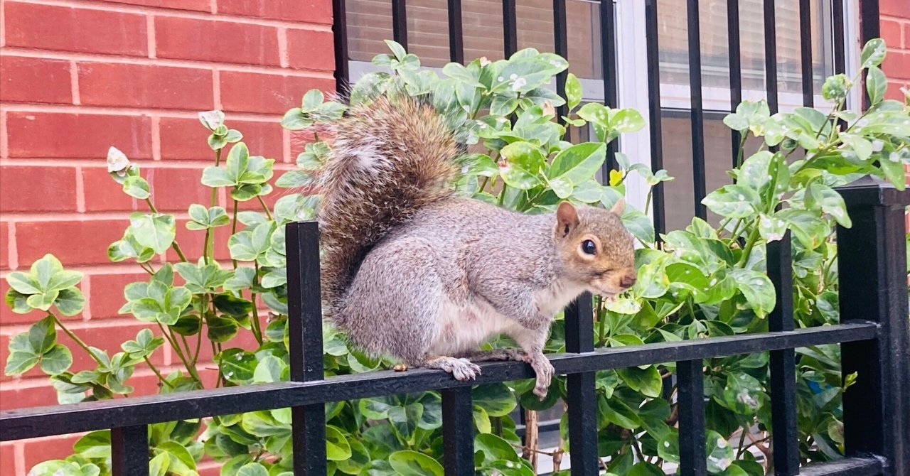 ニューヨークの安いもの｜junya shinohara
