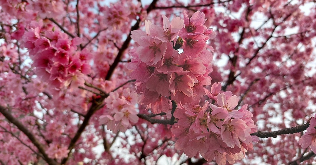春の知らせ｜琴ノ葉みかん (Mikan Kotonoha)
