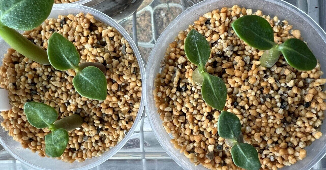 実生チャレンジ①40日目｜mako＠plants