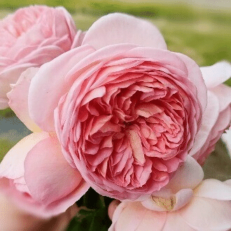 【PTA役員初心者に贈る！】会議でよくあるQ&A〜はじめてでも安心できるヒント集〜｜元PTA会長ami