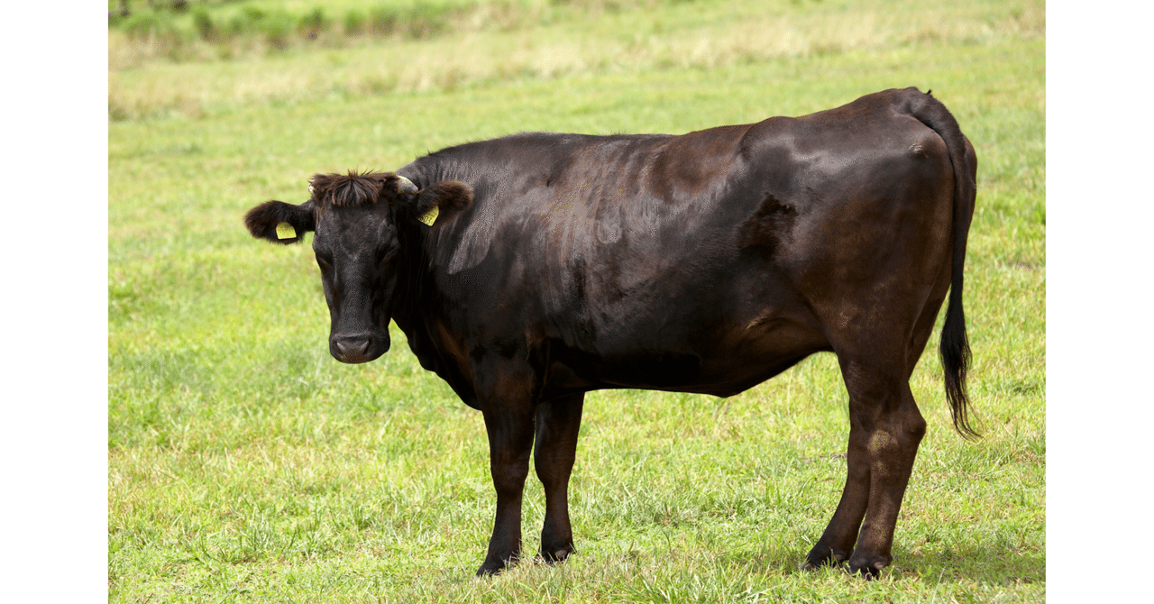 月曜日（国際貿易、情勢）「なぜ外国産のお肉は安いの？」｜6 Journeys 〜「日替わりリレーノート」🌀