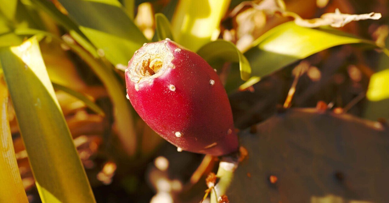 No.323色々な食材(野菜・もやし(スプラウト類))｜冷凍素材のプロになりたいサラリーマン