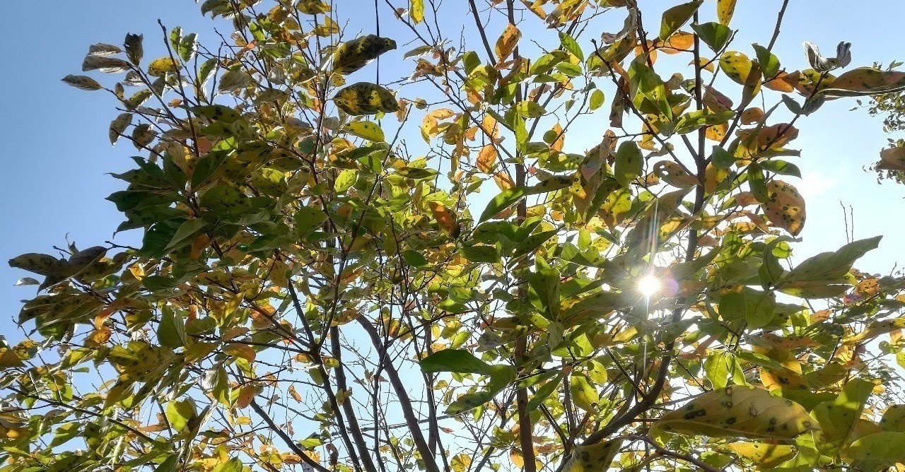 きくらげ｜Mika Sudo｜note