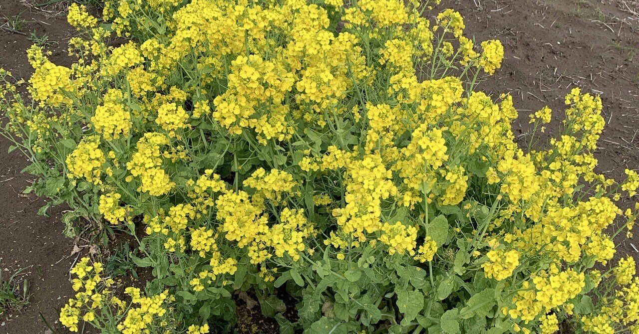 芽🌱がでた｜Yasuko_K