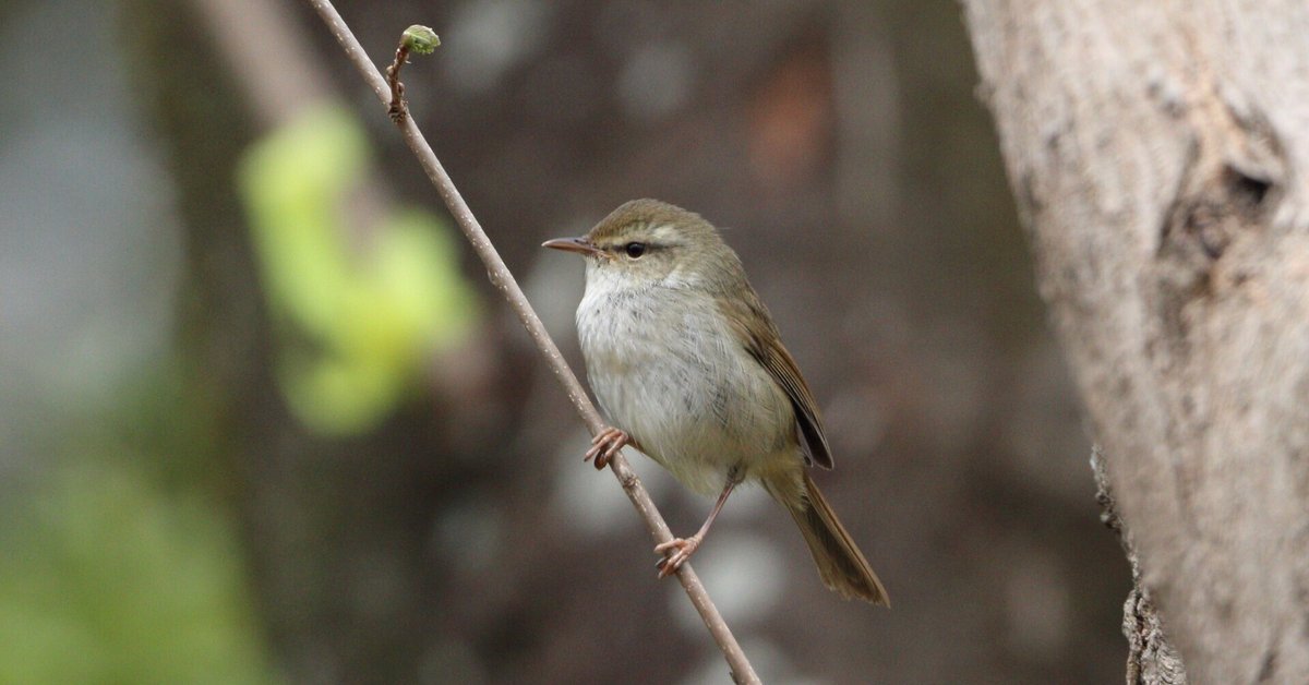 Stroll & Snaps Vol. 119: 界隈の彩 - うぐいす｜Strolling Ricky