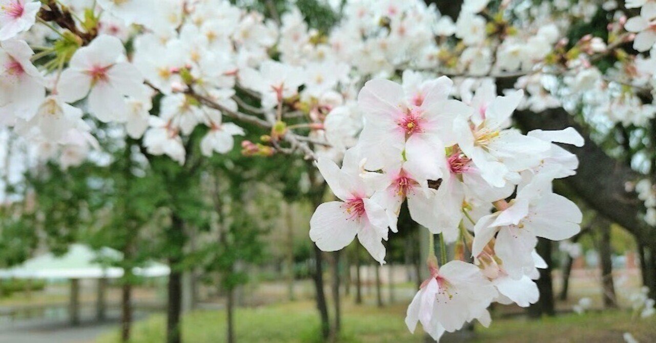 神宮東公園の桜2025/03/31｜HRSD-note