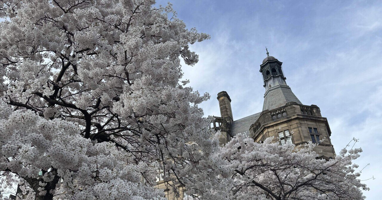 イギリスでも桜は咲く｜chika@UK🇬🇧