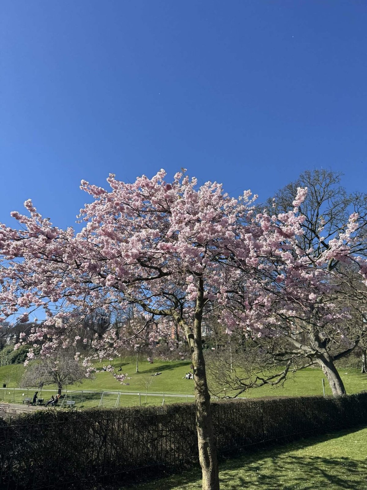 イギリスでも桜は咲く｜chika@UK🇬🇧