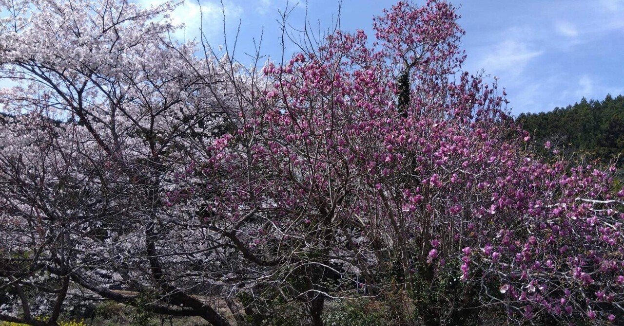 桜と木蓮の共演です｜Hayakawa Hiroaki 熊本県八代市坂本町のまちおこし