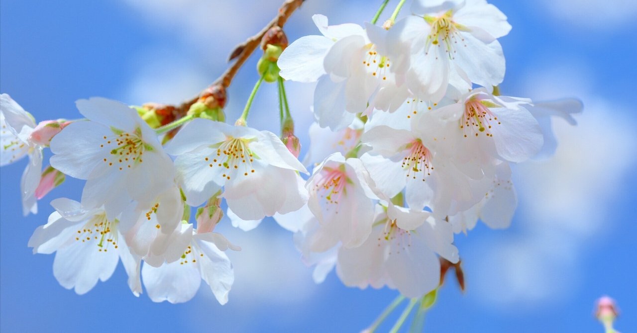 早咲きの桜を求めて｜t_rnado