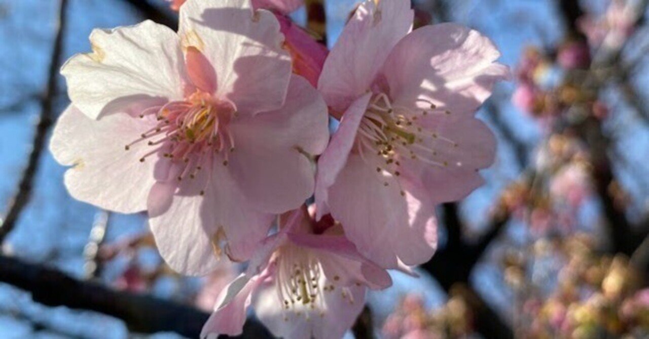 花と心を満たす〜わたしがフラワースタイリストから花と心のスタイリストになるまでのストーリー vol.3｜Rinco