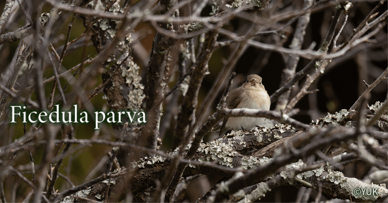 ニシオジロビタキ｜YUKI@NMG