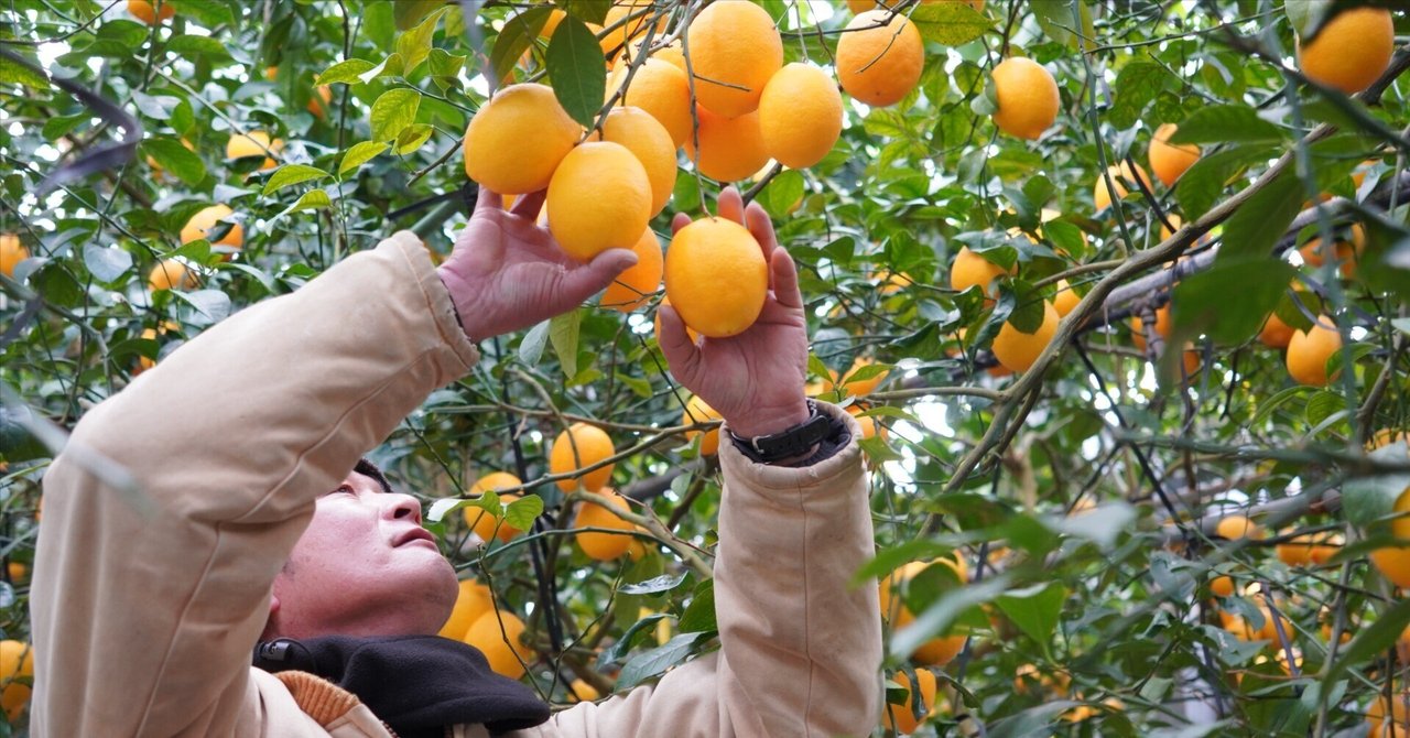 レモンリキュールエイトの誕生ヒストリーとこれからの未来の話｜OTEMOTOプロジェクト