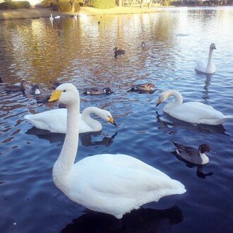 【おしらせ】｜Blue Jam