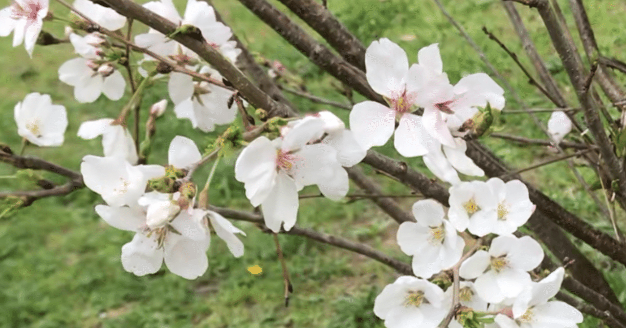 愛着障害と手当て｜HASE