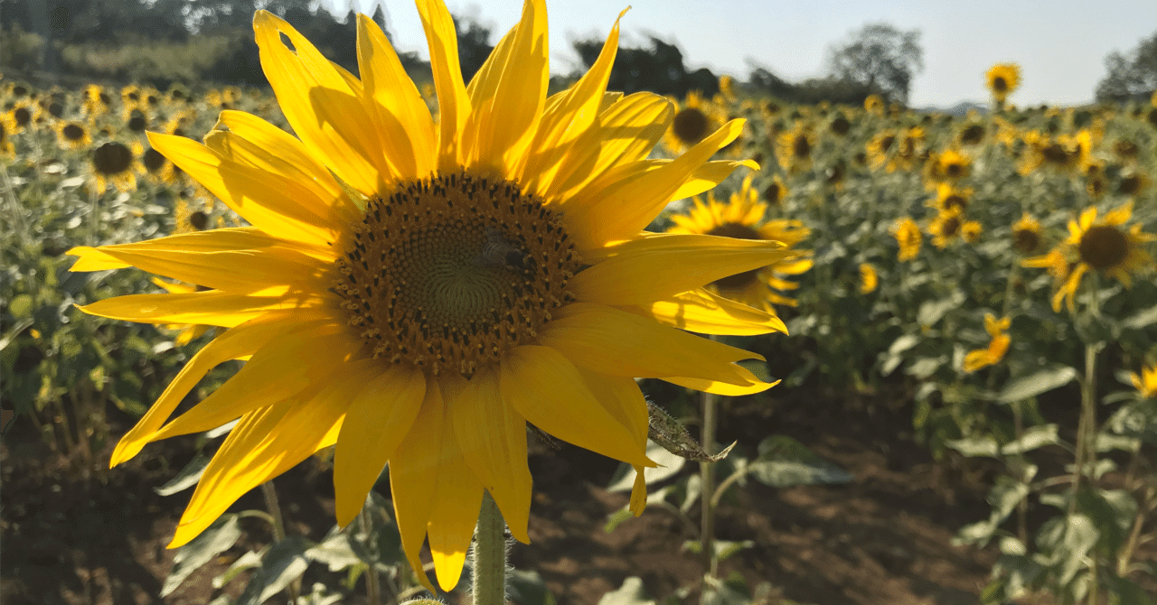 【最新】熊本のホームページ制作ガイド！成功させる方法｜費用相場やおすすめ業者も紹介｜GAMADAS｜WEBマーケティング支援サービス