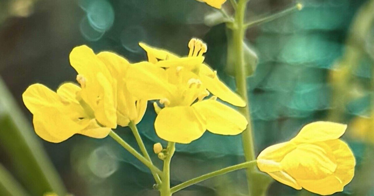 春☘️春☘️春｜kyo☆ko