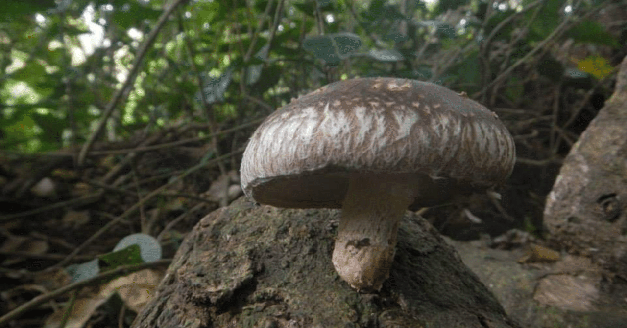 little bit busy!｜雀ゴロNoB氏のJUNK STORY