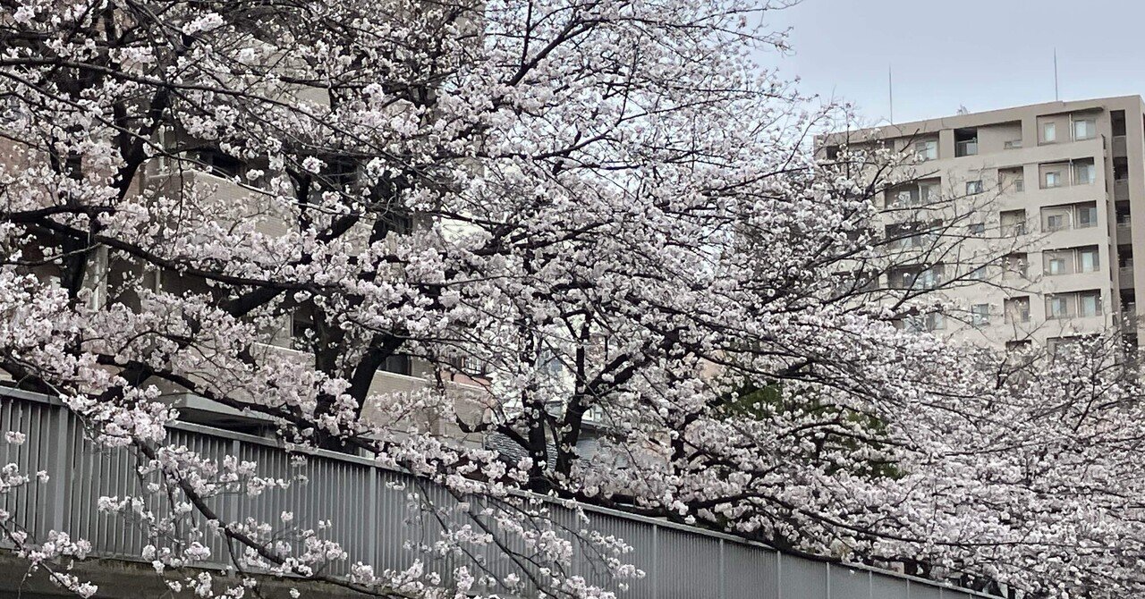 お花見 2025春⑴／寒さに震えながら「桜クルーズ」｜yoshie_FW