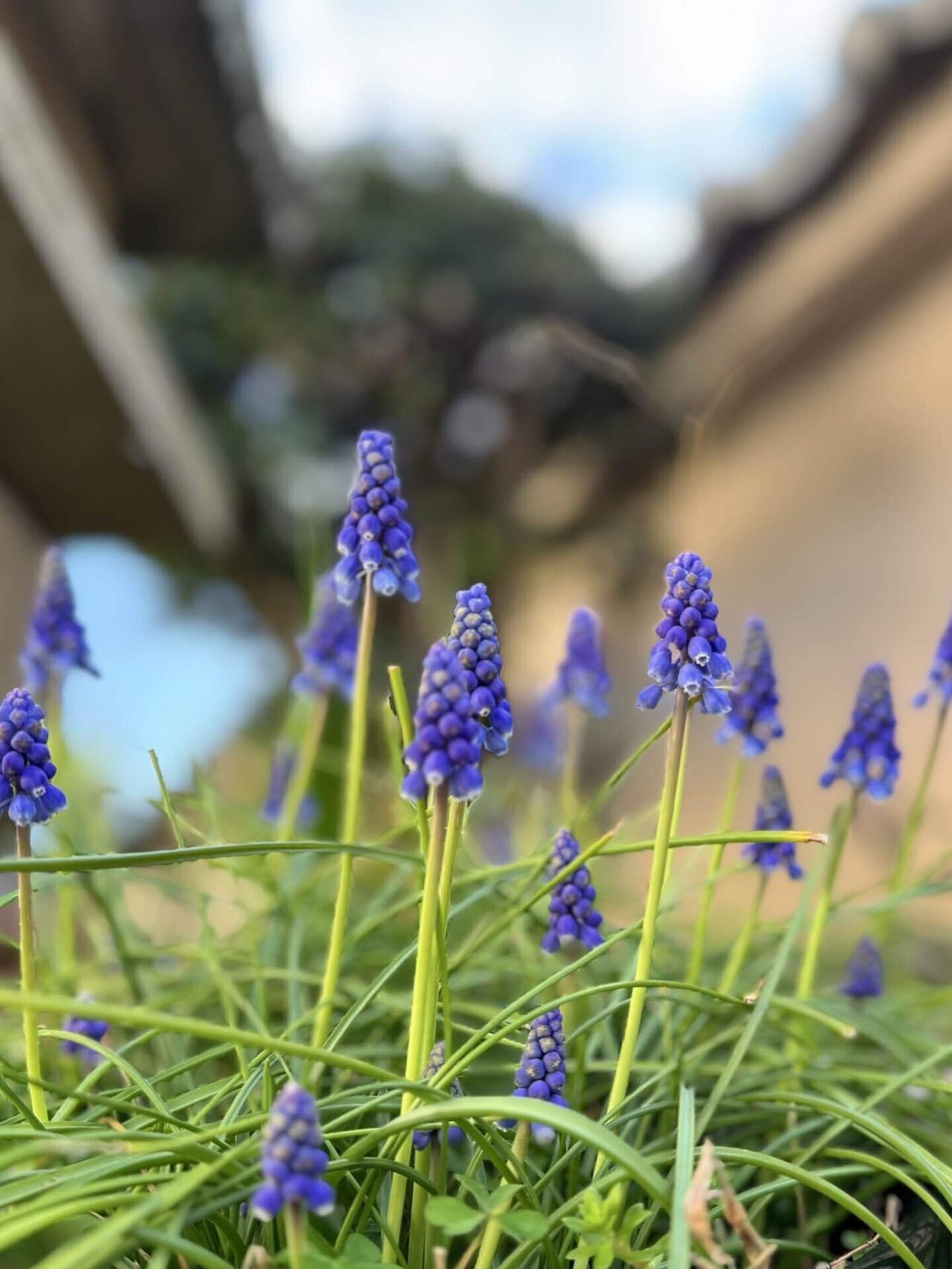 春☘️春☘️春｜kyo☆ko