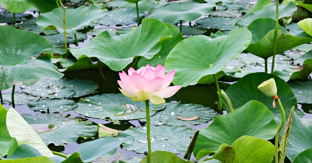 お坊さんのクルマ｜東京文京坐禅会 田村生死 居士のノート