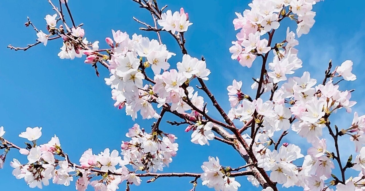 最近撮った桜コレクション5選｜junjun ｜ライター×SNS発信