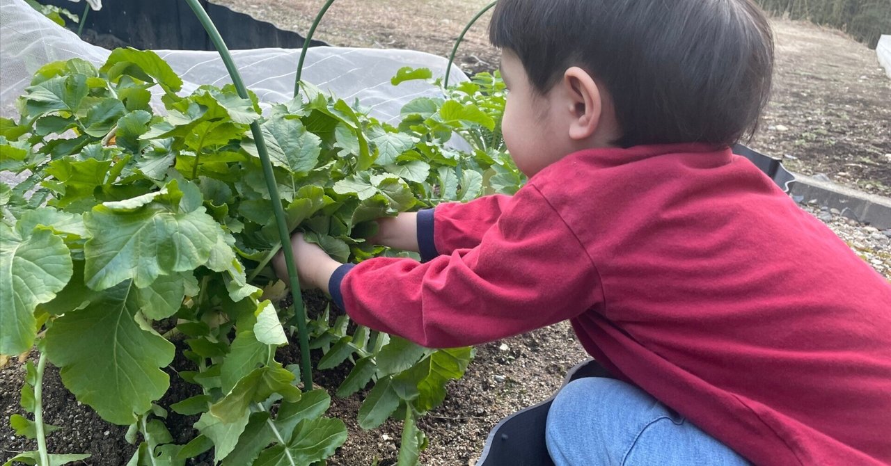 大根23本（小さめ）の収穫！｜plm_kurashi