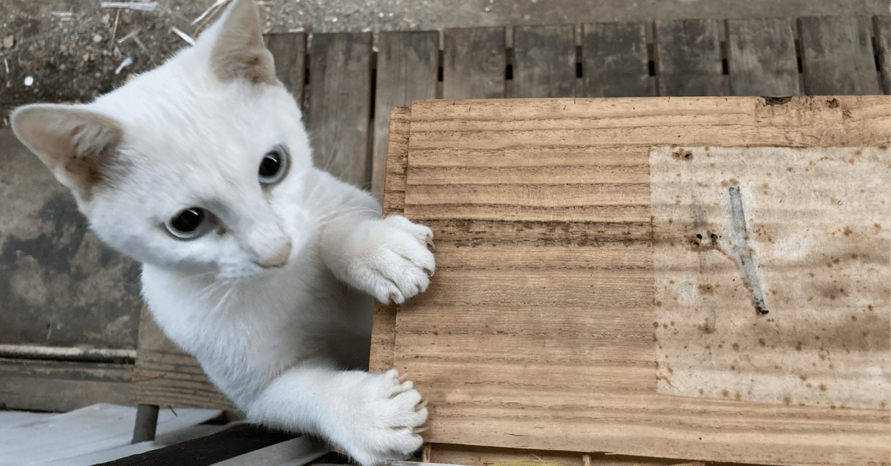 クラシック音楽好きな私が選ぶ大河ドラマテーマ曲3選｜Moosan