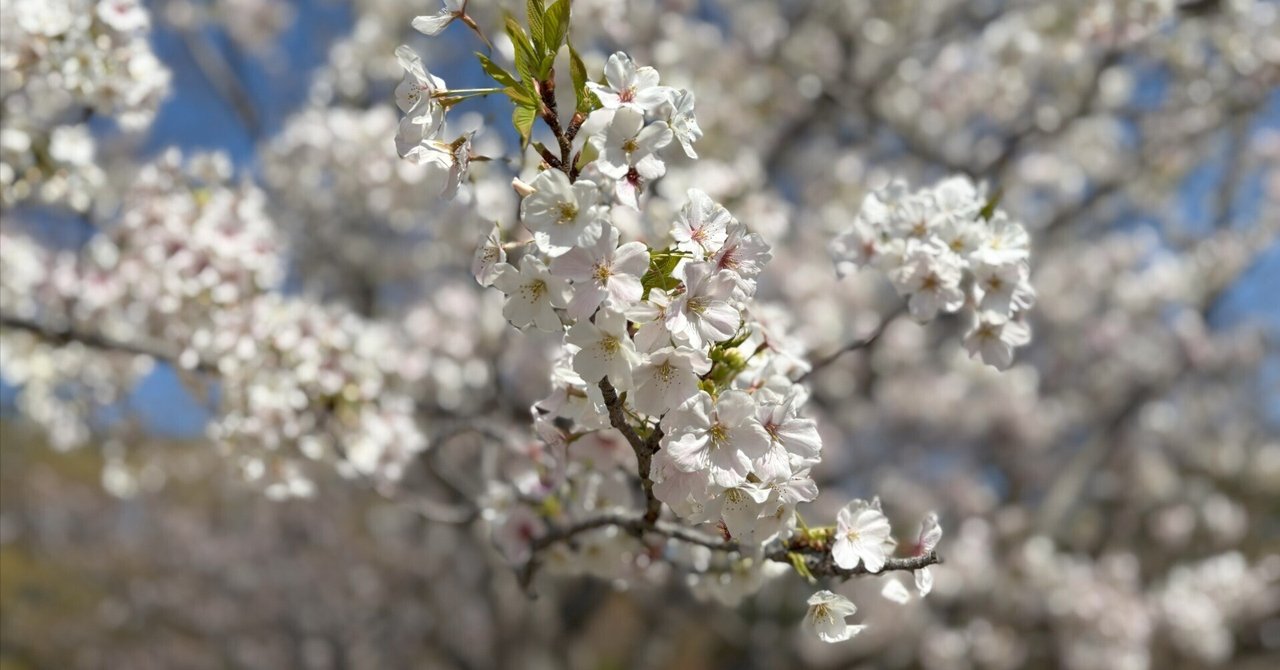 ご入園・ご入学、進級おめでとう①🌸｜Noco｜きょうもいっぽ👣