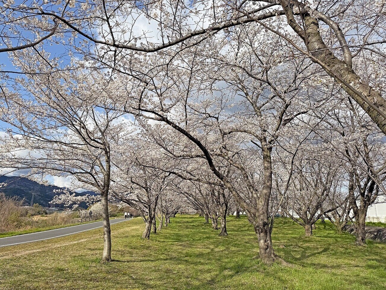 満開の桜は、やっぱいいですねえ！ 桜のトンネルも通り放題w（後日noteに書こう）｜23（PepperBox）